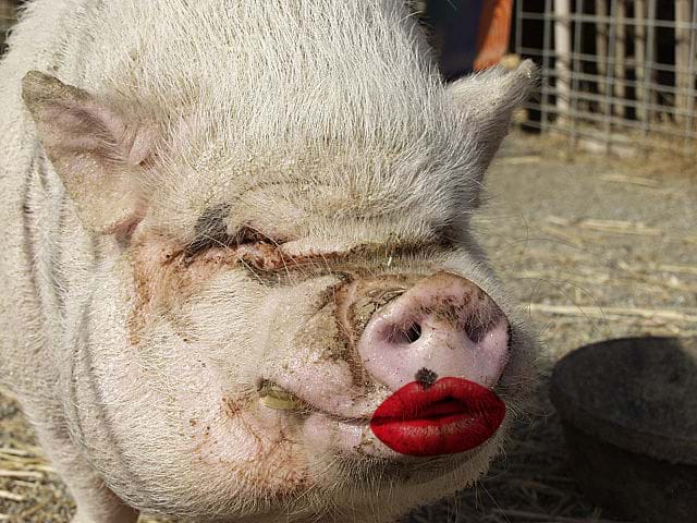 LIPSTICK ON A PIG?